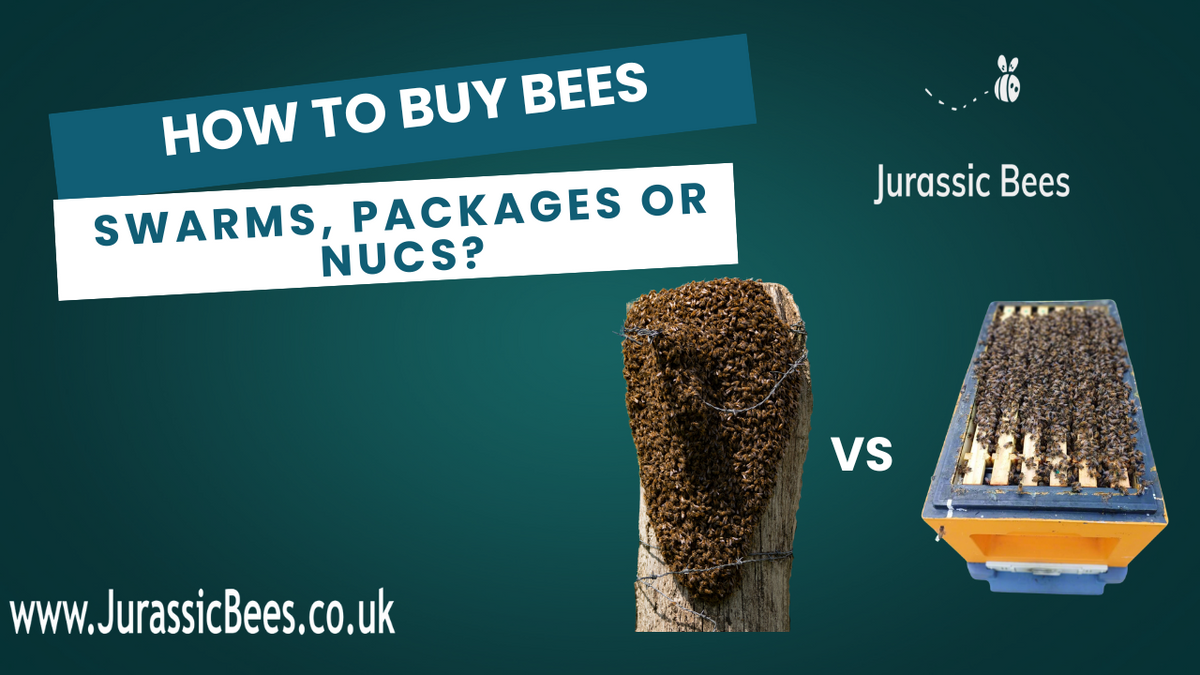 Episode 3: How to Buy Bees: Swarm vs Package vs Nucleus Colony ...