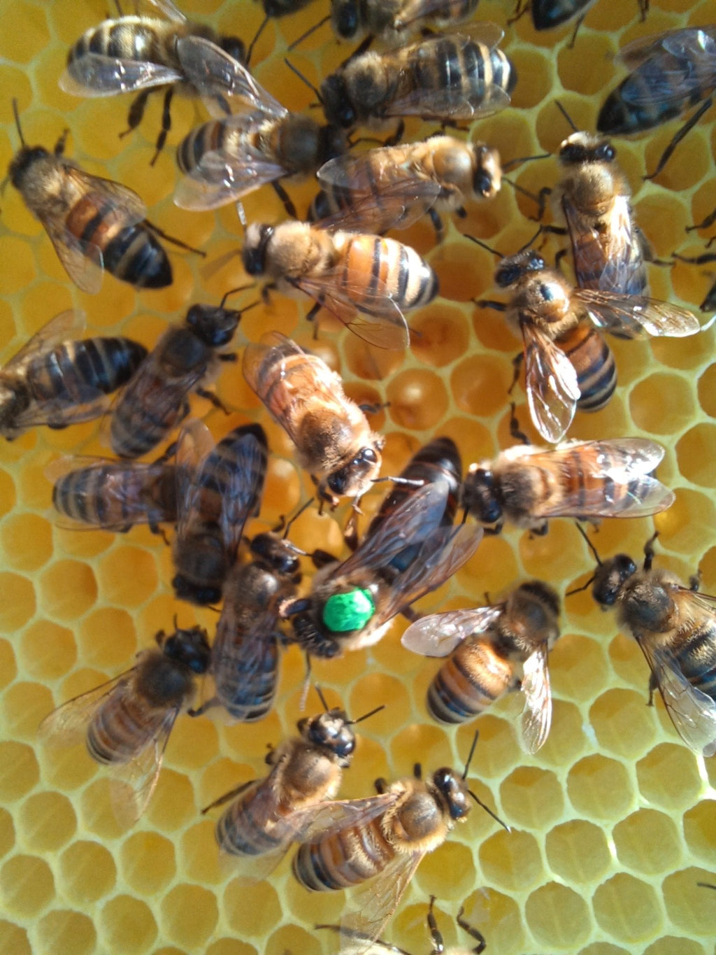Dorset Carniolan Virgin Queen – Jurassic Bees