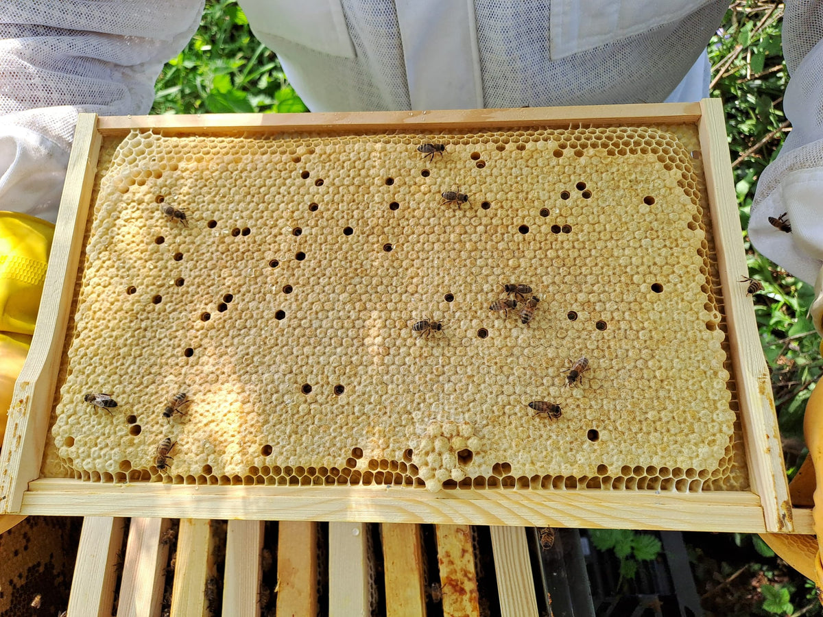 UK Mated Carniolan Queen – Jurassic Bees