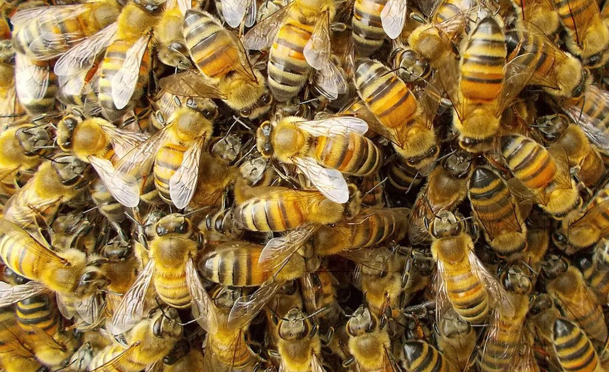 Danish F1 Virgin Buckfast Queen – Jurassic Bees