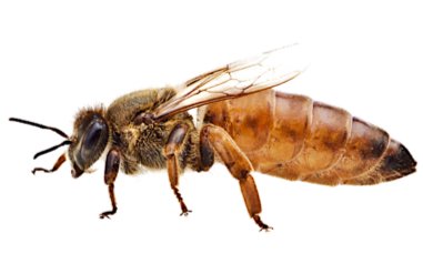 Danish F1 Virgin Buckfast Queen – Jurassic Bees