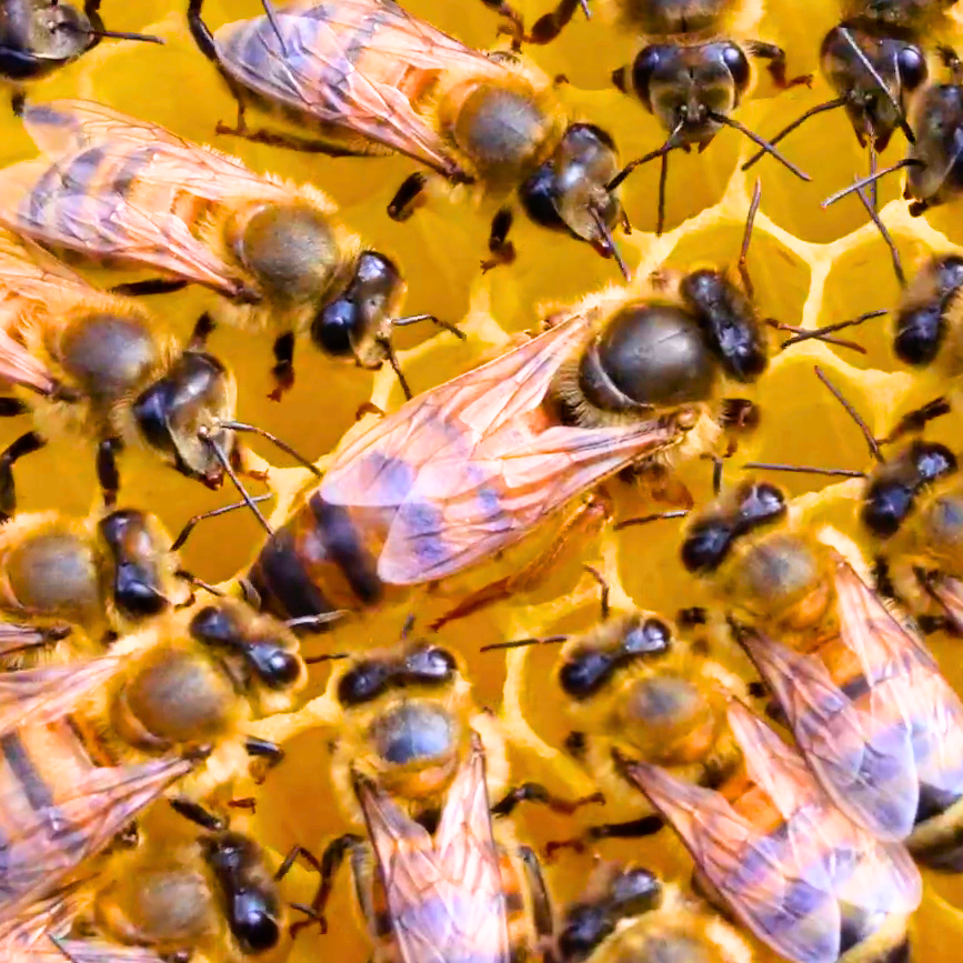 Mated F1 Buckfast Queen | Early Season – Jurassic Bees